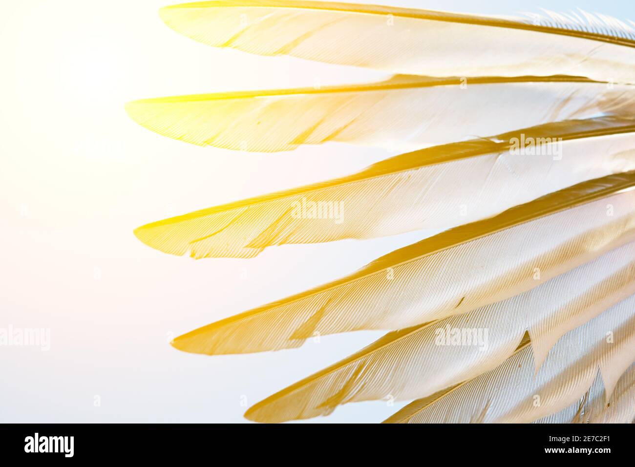 Clear wing pattern hi-res stock photography and images - Alamy