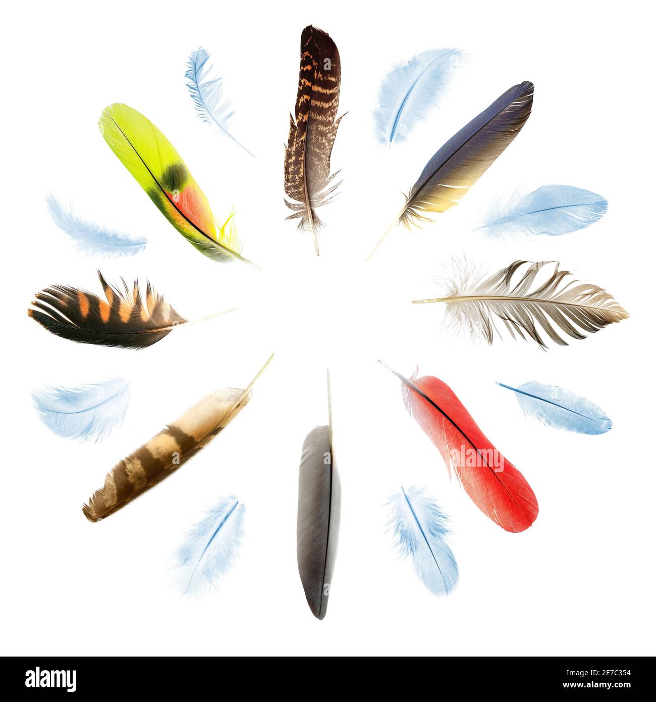 Closeup bird shape on Cut Out Stock Images & Pictures - Alamy