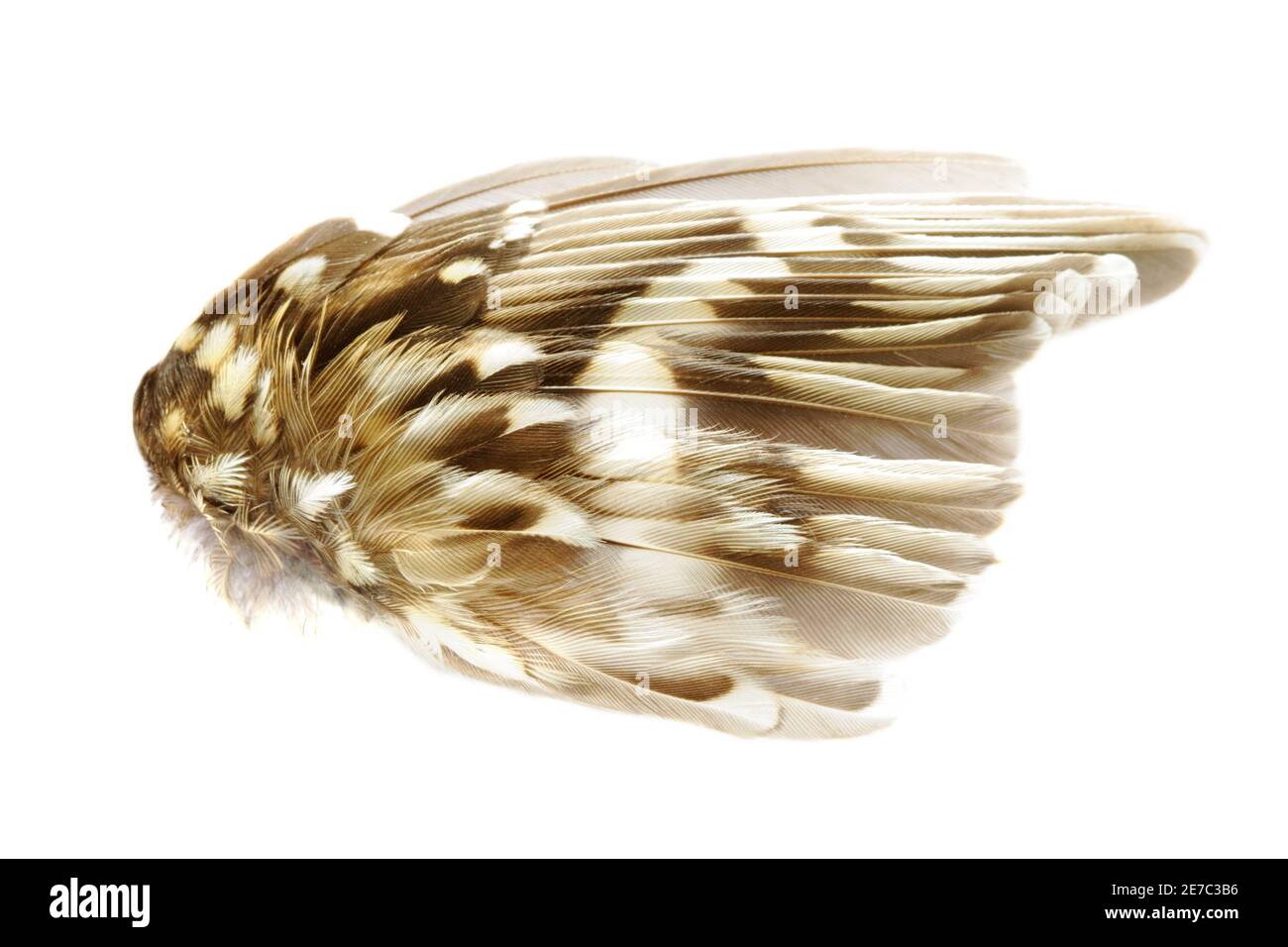 Vibrant plumage bird Cut Out Stock Images & Pictures - Alamy