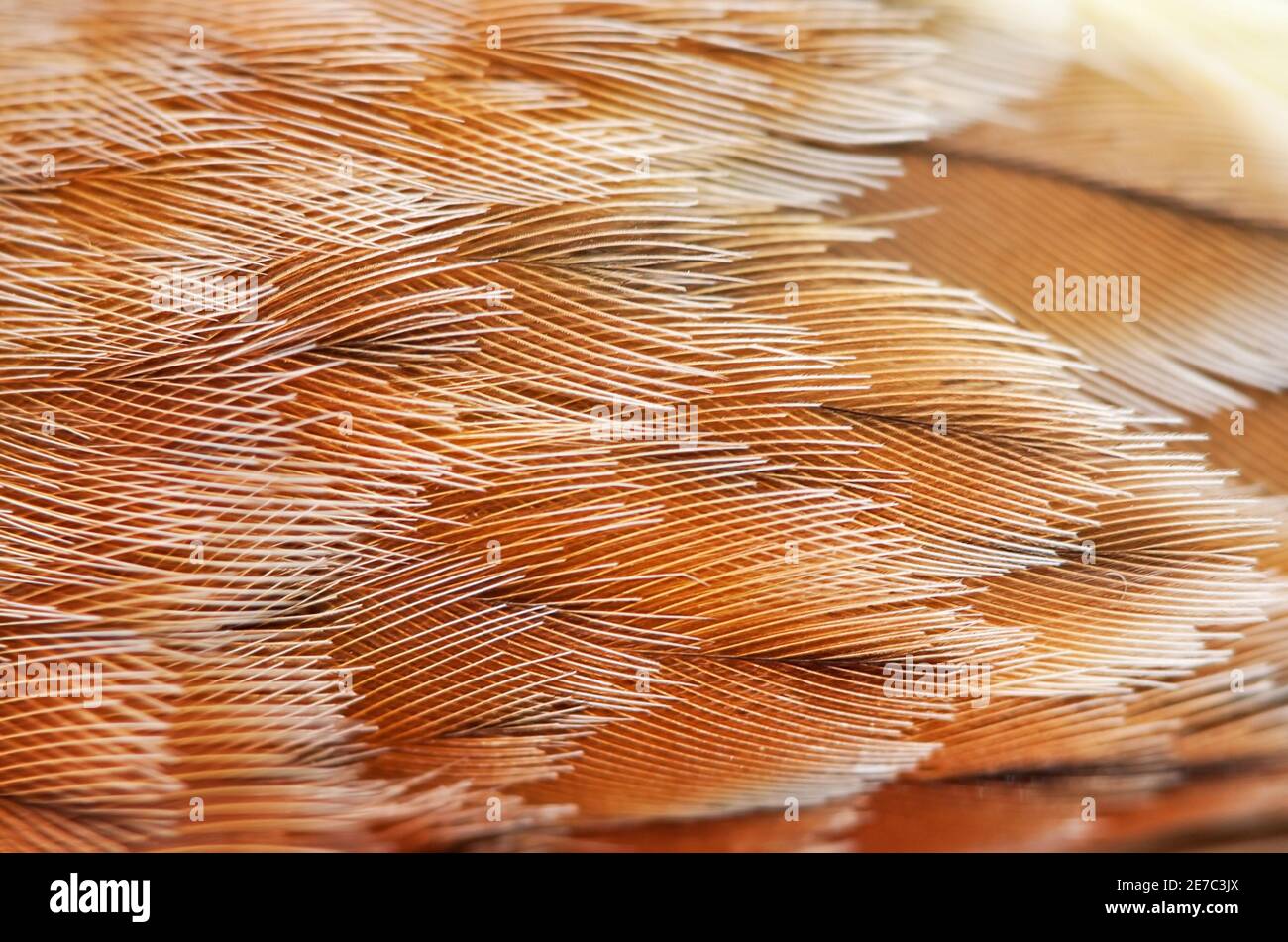 Striped plumage hi-res stock photography and images - Alamy