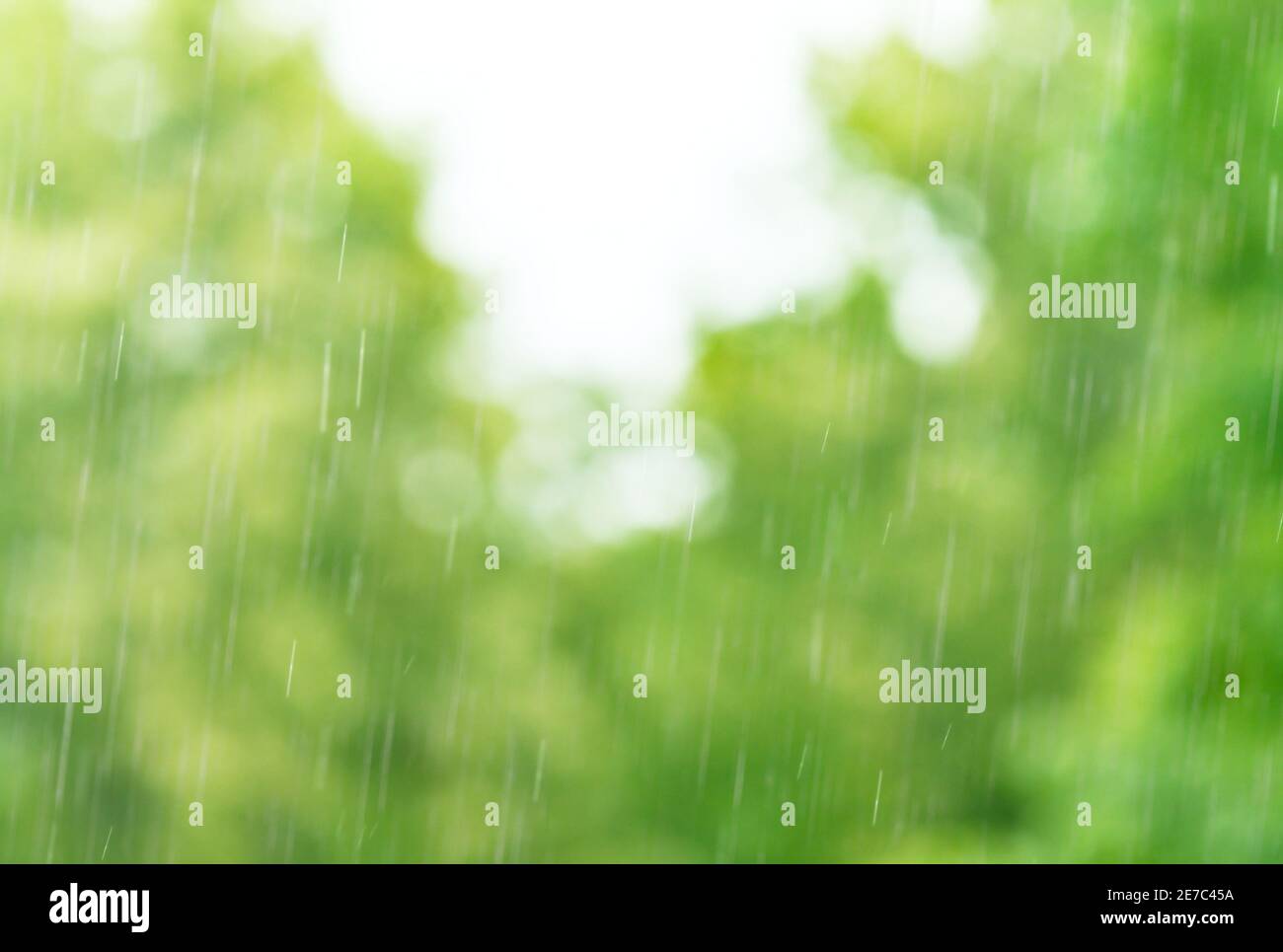 summer blurred background - rain drops against tree foliage Stock Photo ...