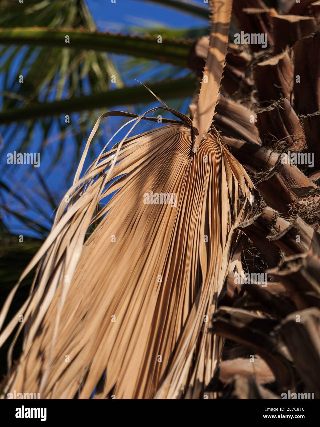 Dried palm leaf hanging on the palm tree in sunlight Stock Photo - Alamy
