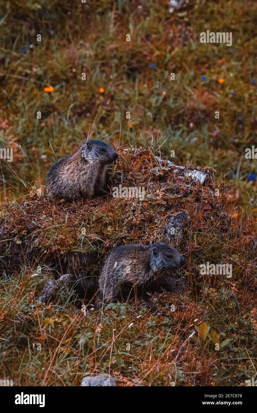 Marmots switzerland hi-res stock photography and images - Alamy
