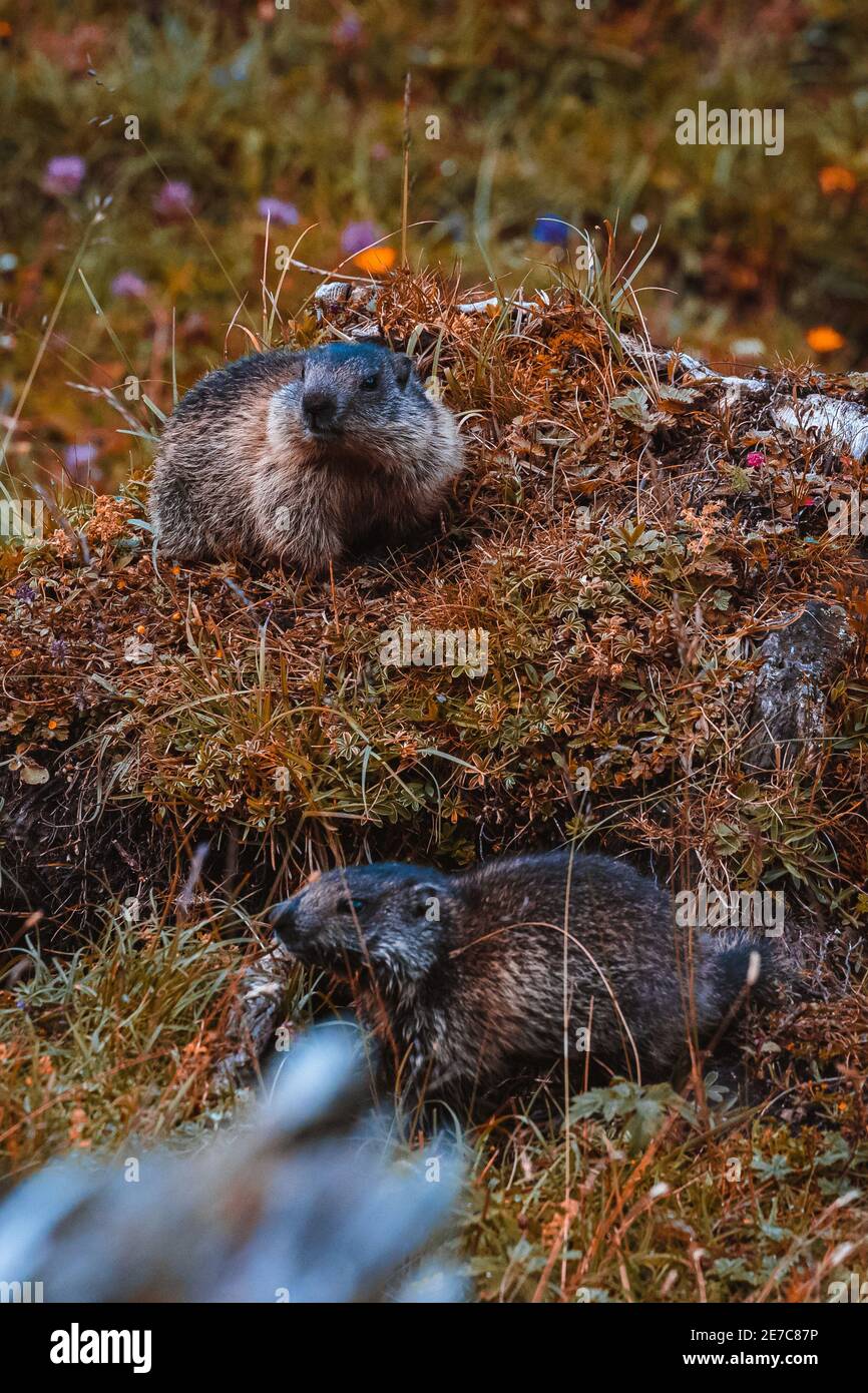 Marmots Switzerland High Resolution Stock Photography and Images - Alamy