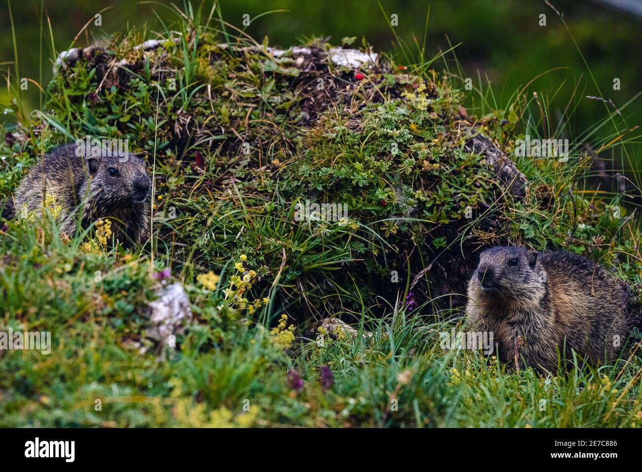 Marmots switzerland hi-res stock photography and images - Alamy