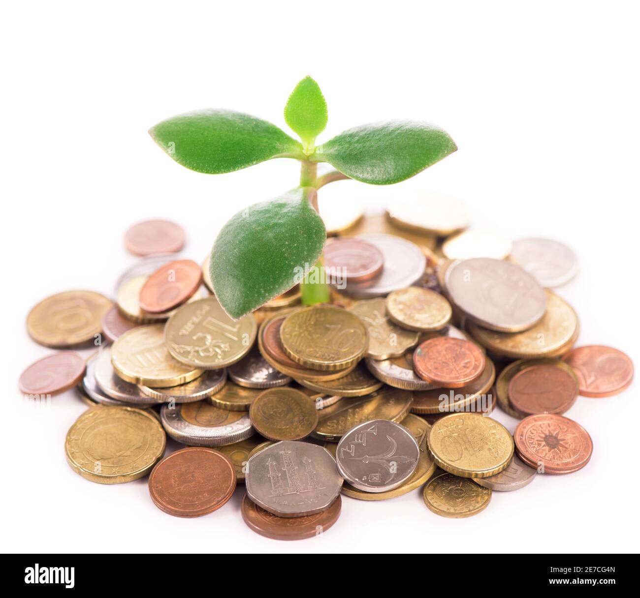 Seed development concept Cut Out Stock Images & Pictures - Alamy