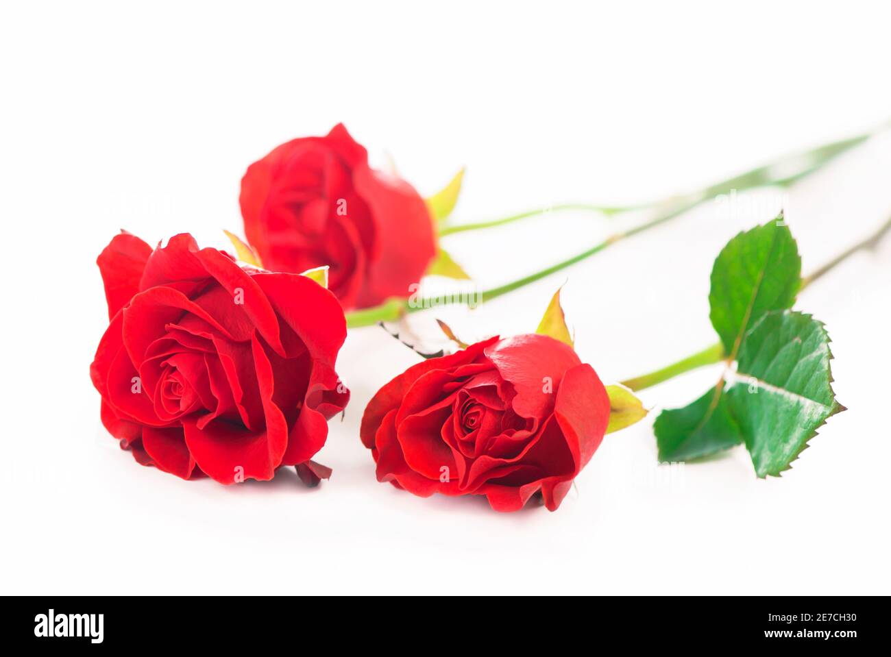 isolated red roses flower on a white background Stock Photo - Alamy