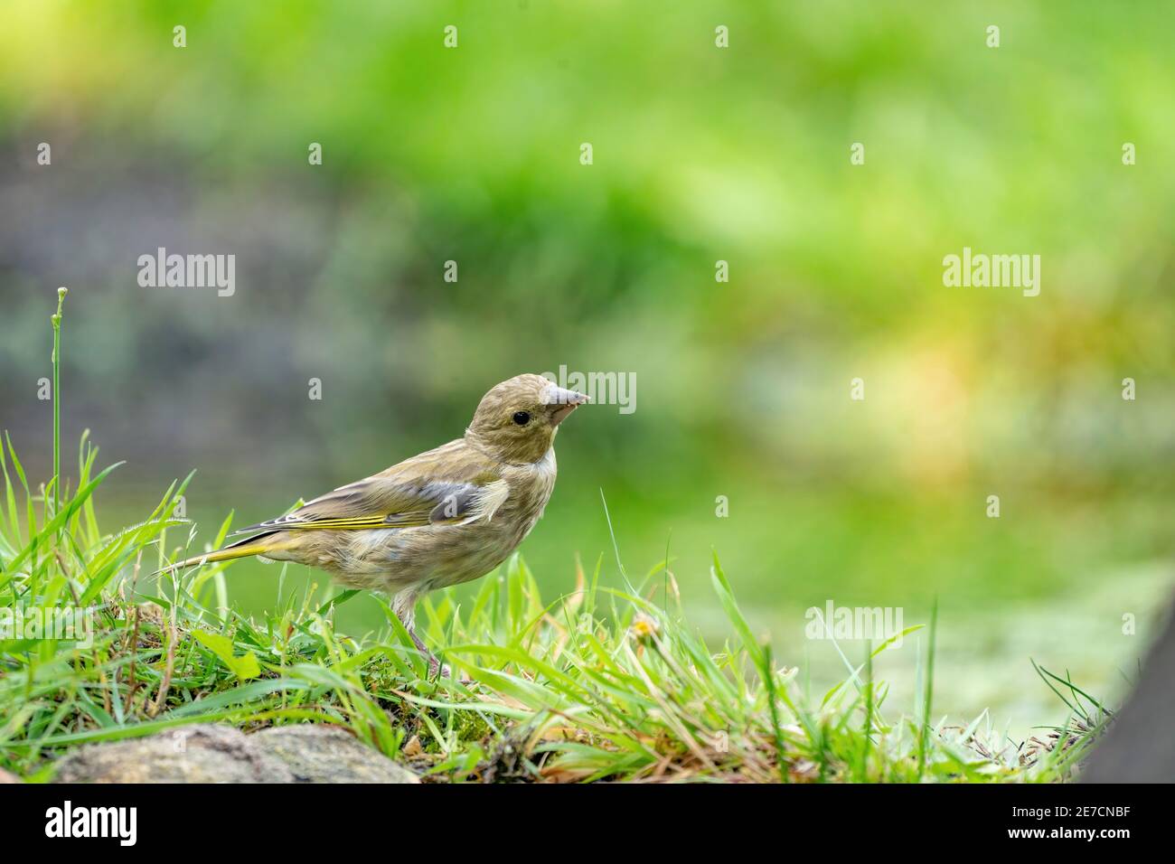 Finches High Resolution Stock Photography and Images - Alamy