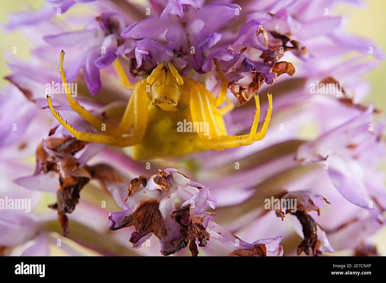 Spider spide hi-res stock photography and images - Alamy