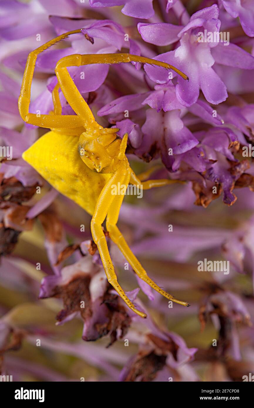 Crab Spider, Thomisus onustus, Thomisidae, on wild orchids, Luni Sul ...