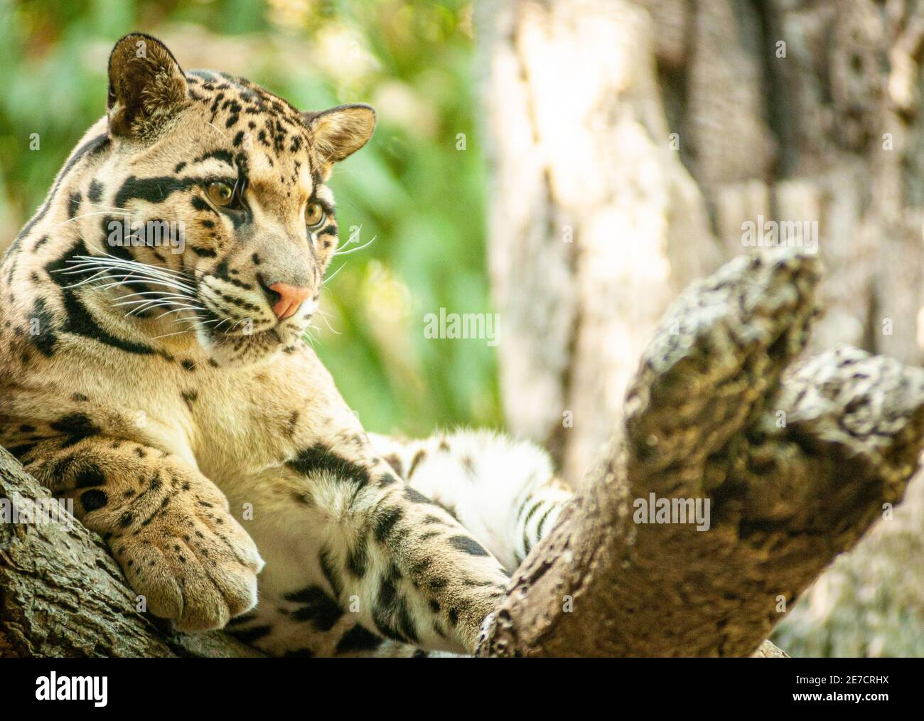 Protecting wild animals hi-res stock photography and images - Alamy