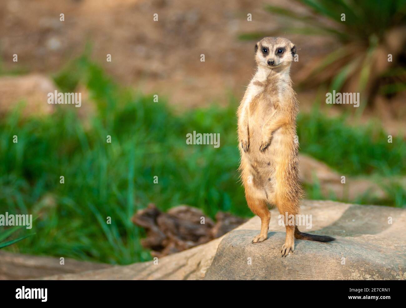 Meerkat standing guard to alert the colony if danger appears Stock ...