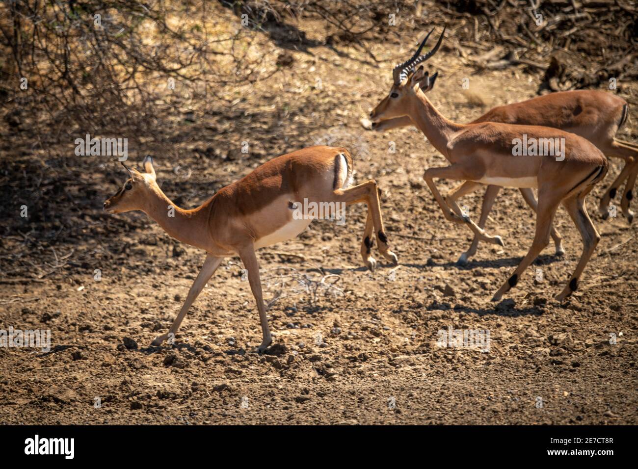 Male and female common impala run past Stock Photo - Alamy