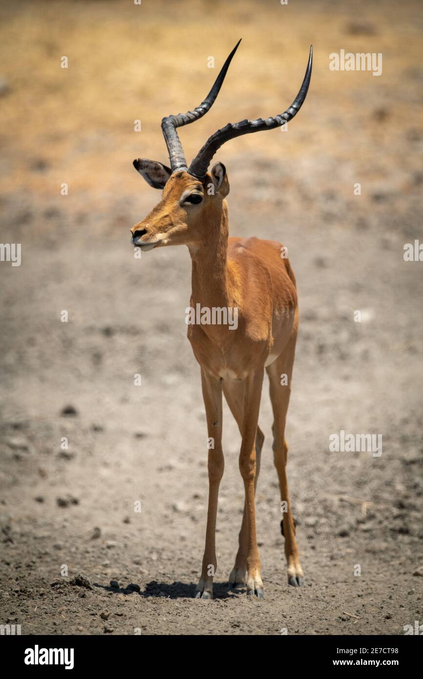 Male common impala standing on rocky ground Stock Photo - Alamy