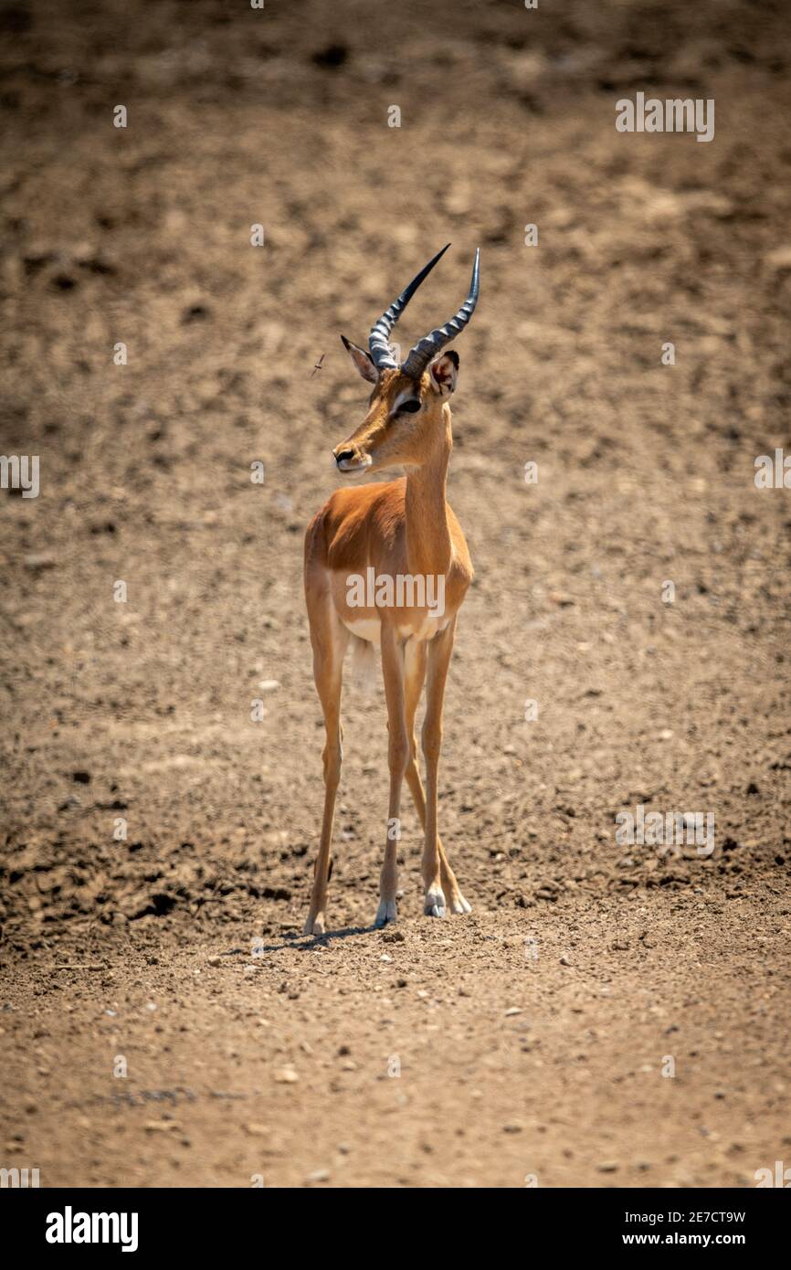 Male common impala stands on rocky slope Stock Photo - Alamy
