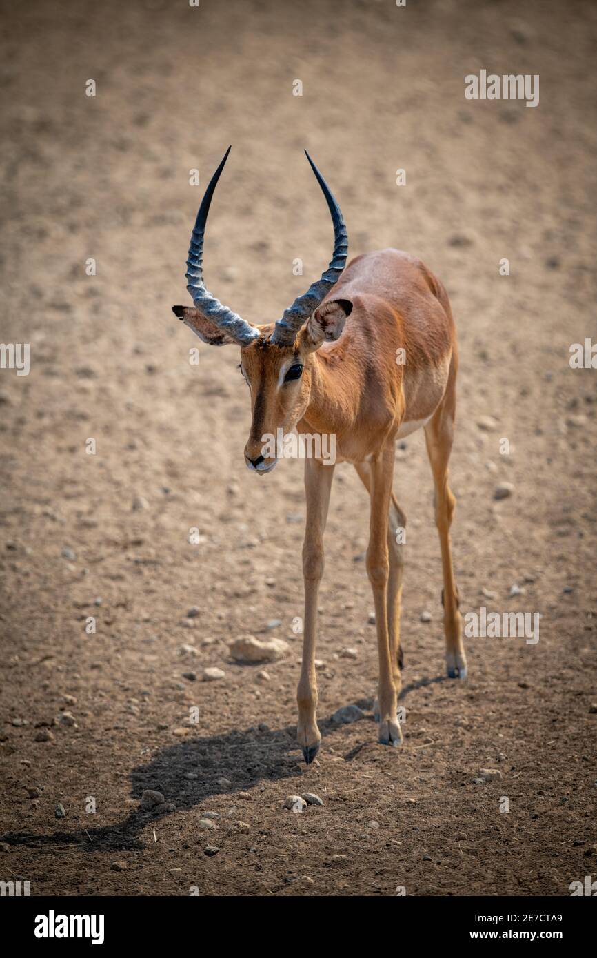 Male common impala walks across stony ground Stock Photo - Alamy