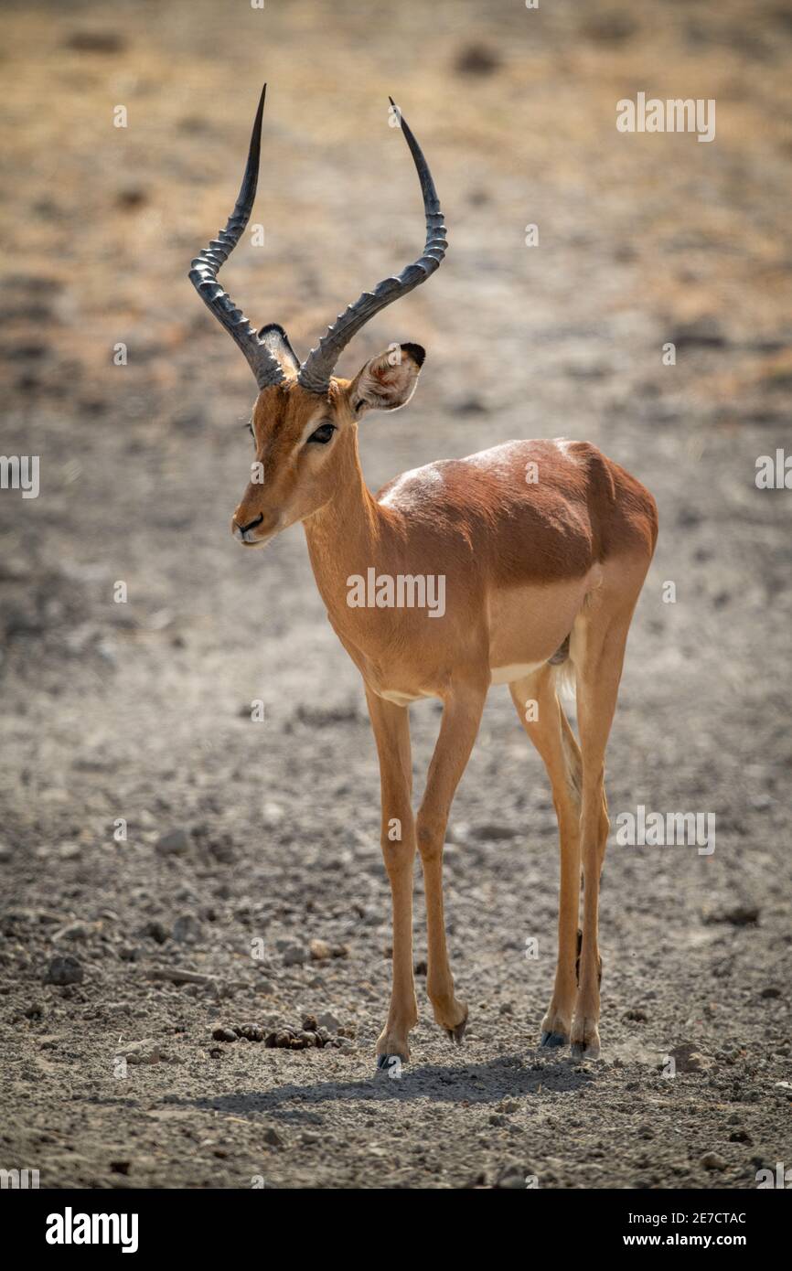 Male common impala walks over rocky scrub Stock Photo - Alamy