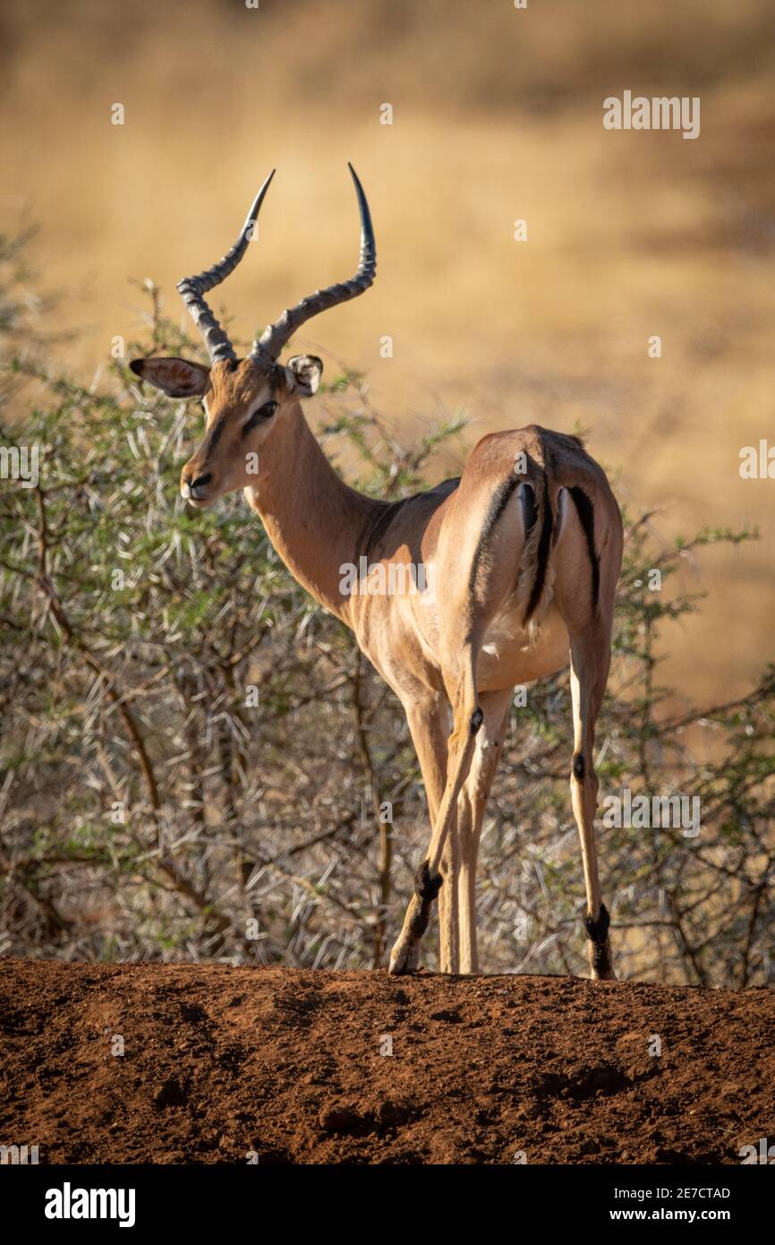 Male common impala stands on earth ridge Stock Photo - Alamy