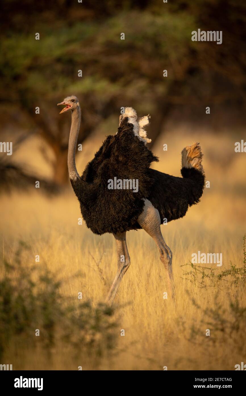 Male common ostrich runs squawking through trees Stock Photo - Alamy