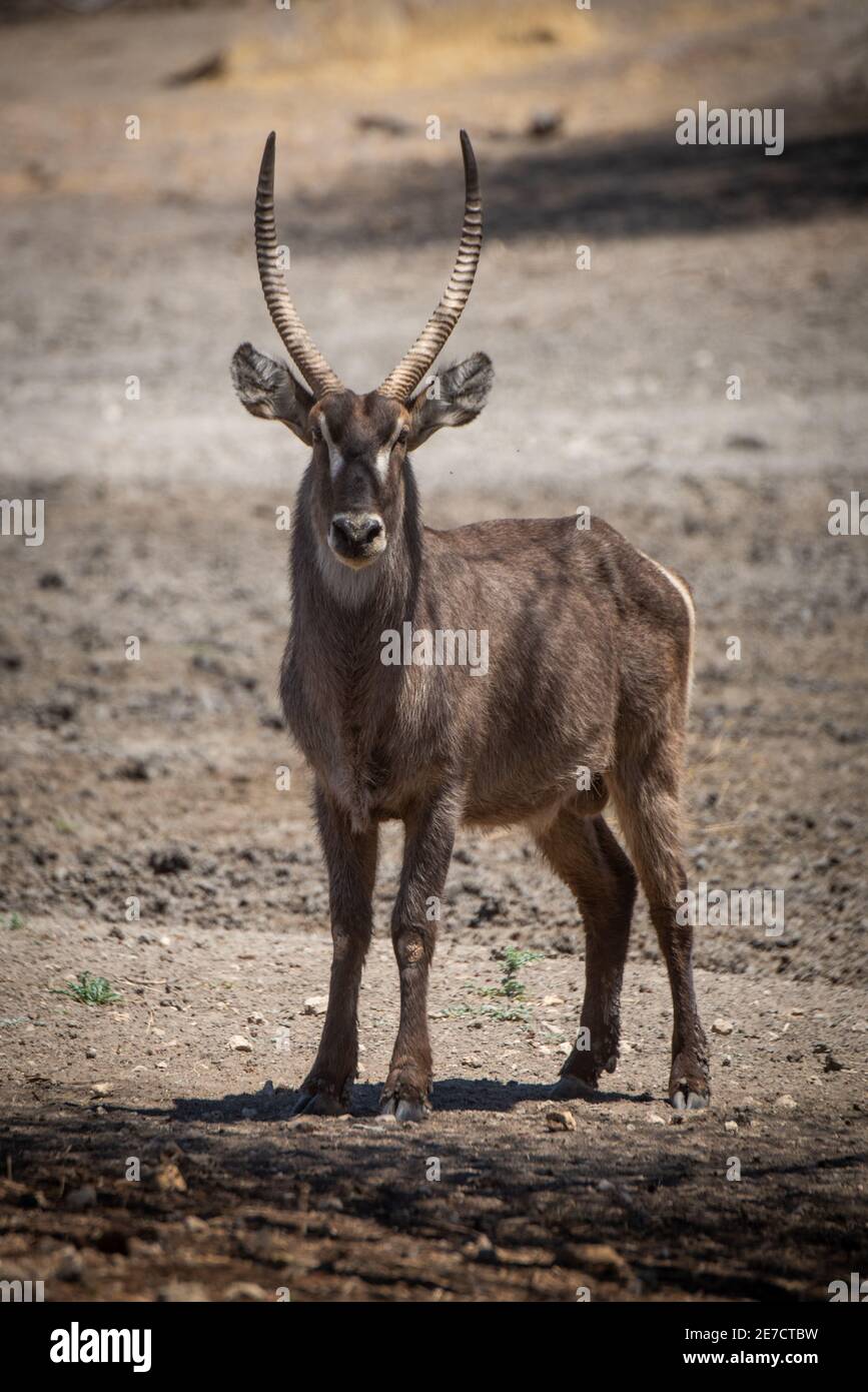 Turning towards camera hi-res stock photography and images - Alamy