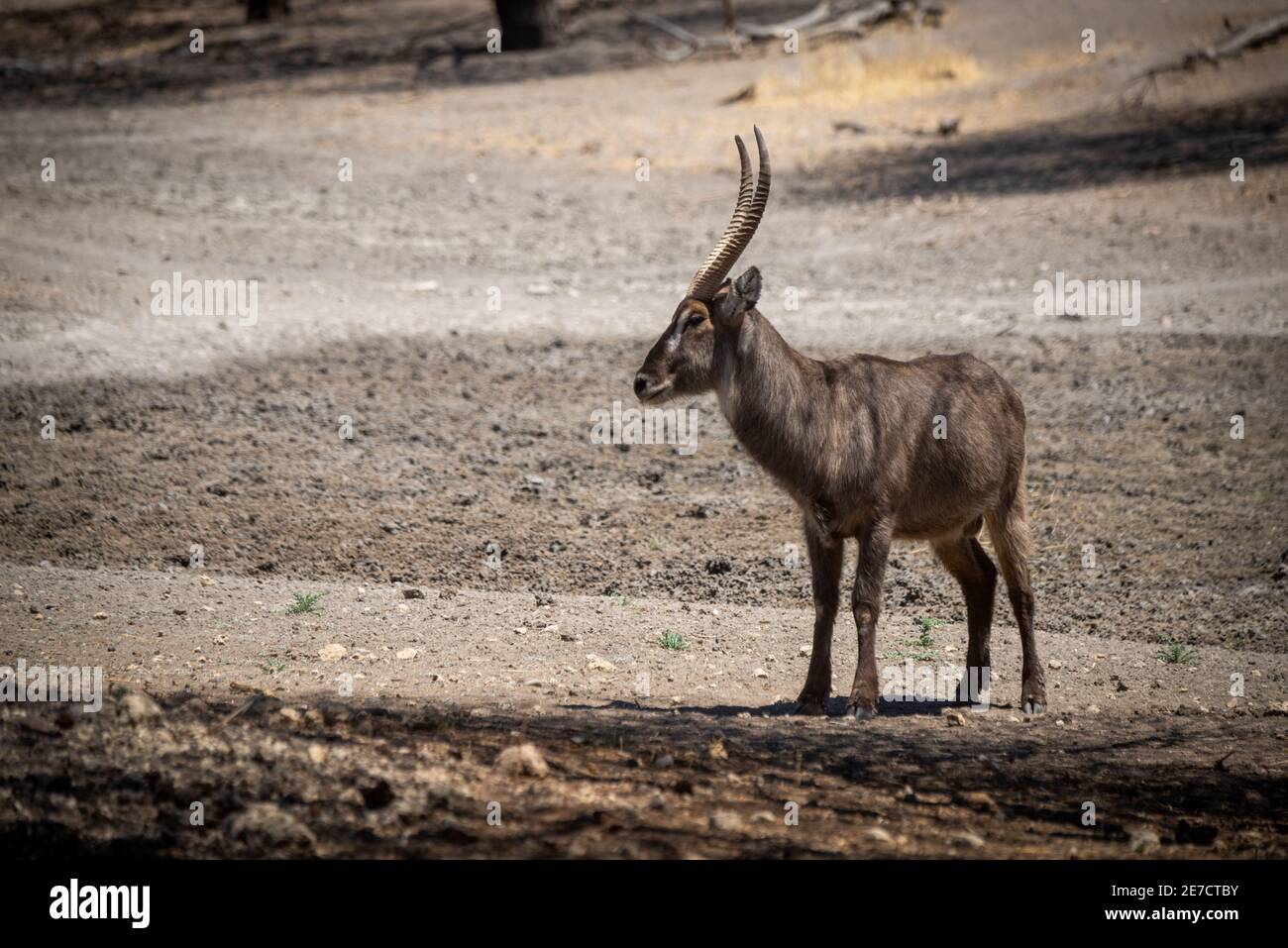 Male common waterbuck stands staring in sunshine Stock Photo - Alamy