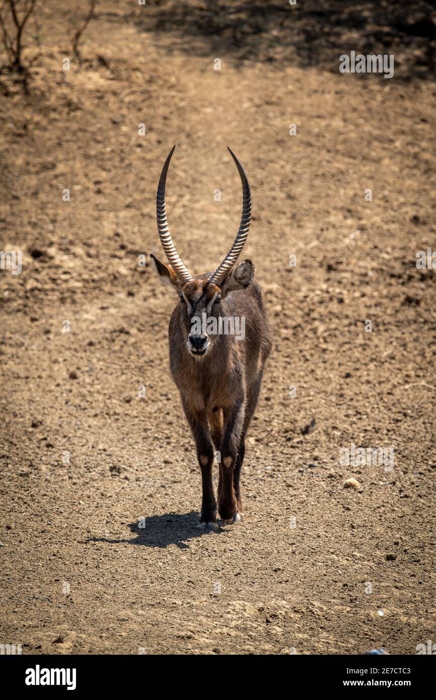 Male common waterbuck walks down rocky slope Stock Photo - Alamy