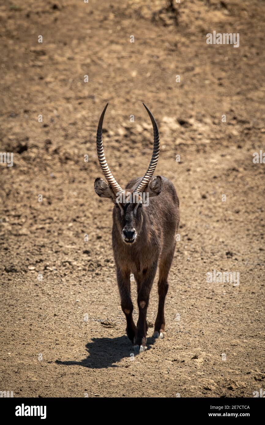 Male common waterbuck walks across rocky ground Stock Photo - Alamy
