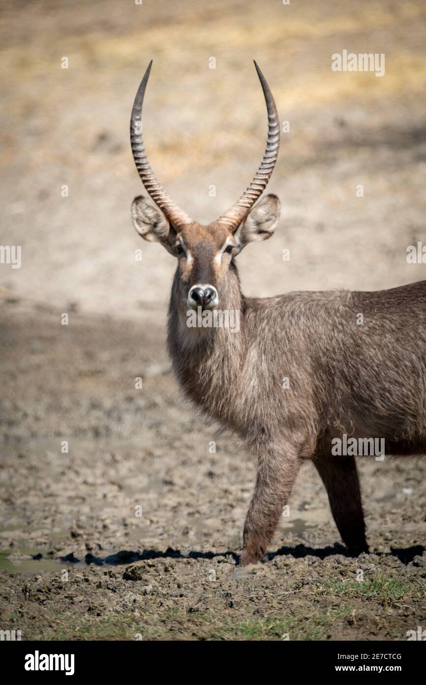 Male common waterbuck wades through muddy waterhole Stock Photo - Alamy