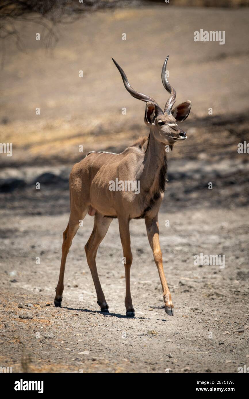 Male greater kudu crosses sunlit rocky ground Stock Photo - Alamy