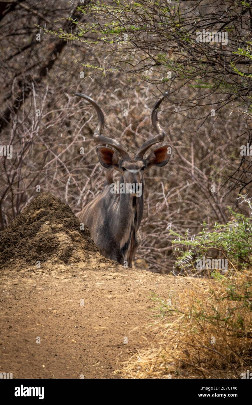 Male greater kudu stands behind earth bank Stock Photo - Alamy
