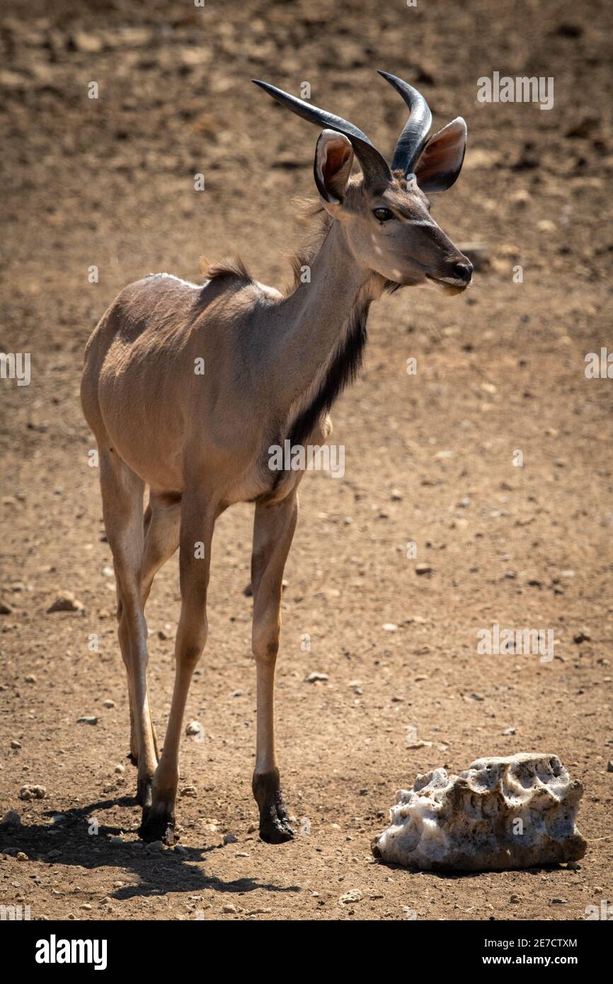 Male greater kudu stands beside salt block Stock Photo - Alamy