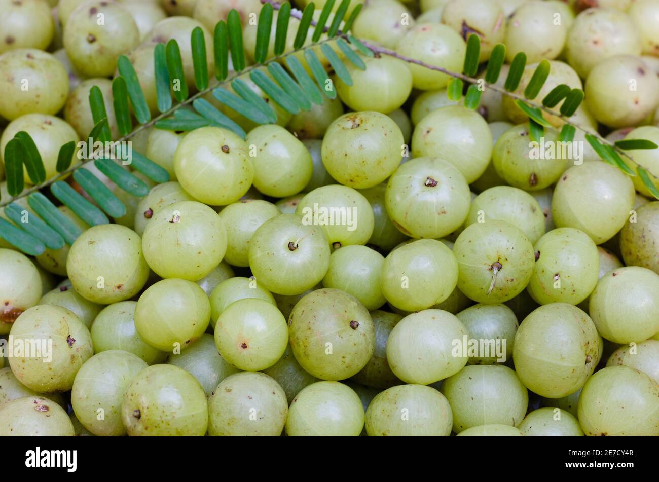 Fresh Organic Indian Gooseberry or Emblic (botanical name is ...