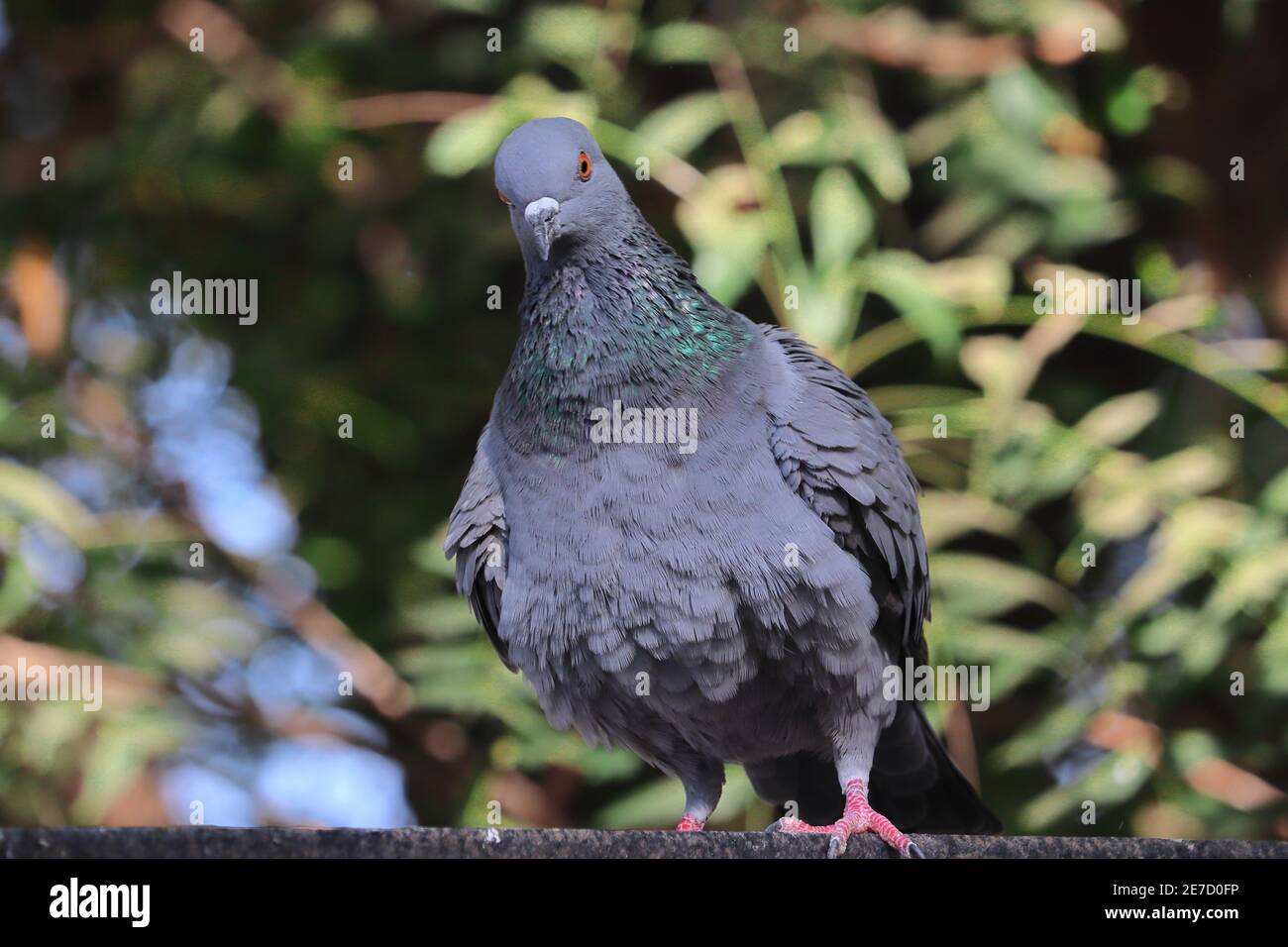 closeup front view of A pigeon resting in the summer , india- Asia ...