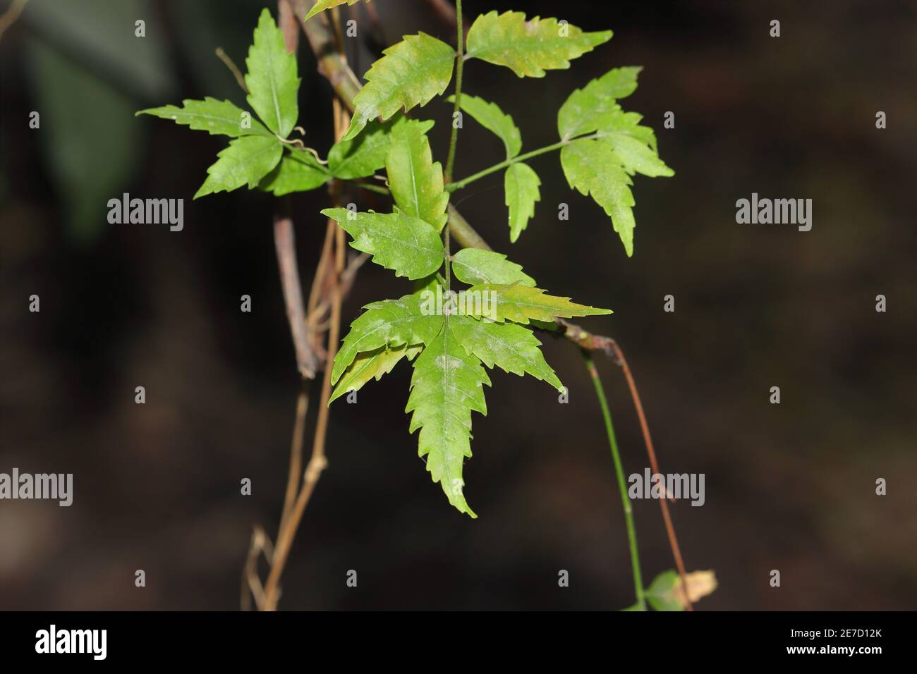 Neem leaves hi-res stock photography and images - Alamy