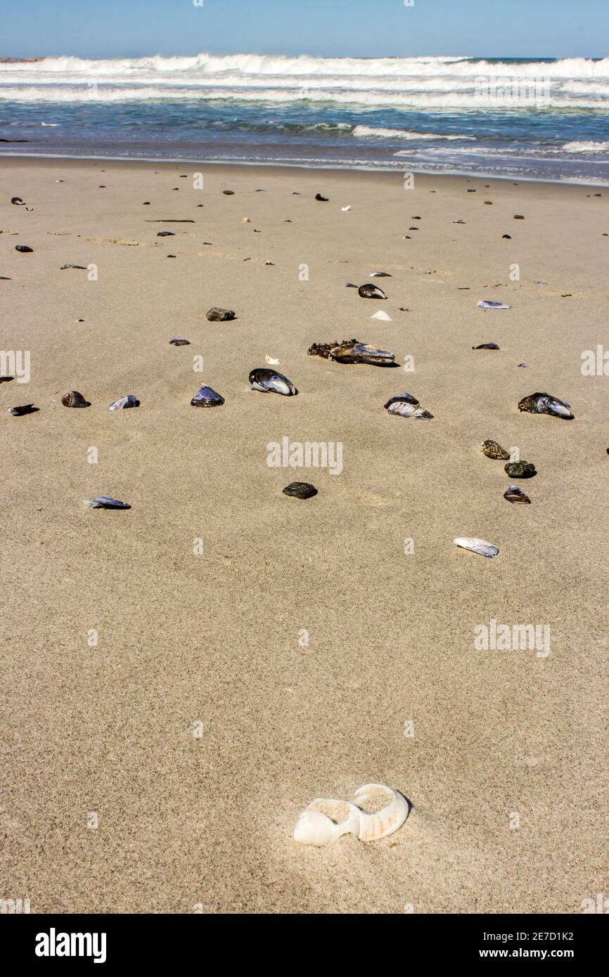 Scattered shell fragments on a sandy beach in the West Coast of South ...