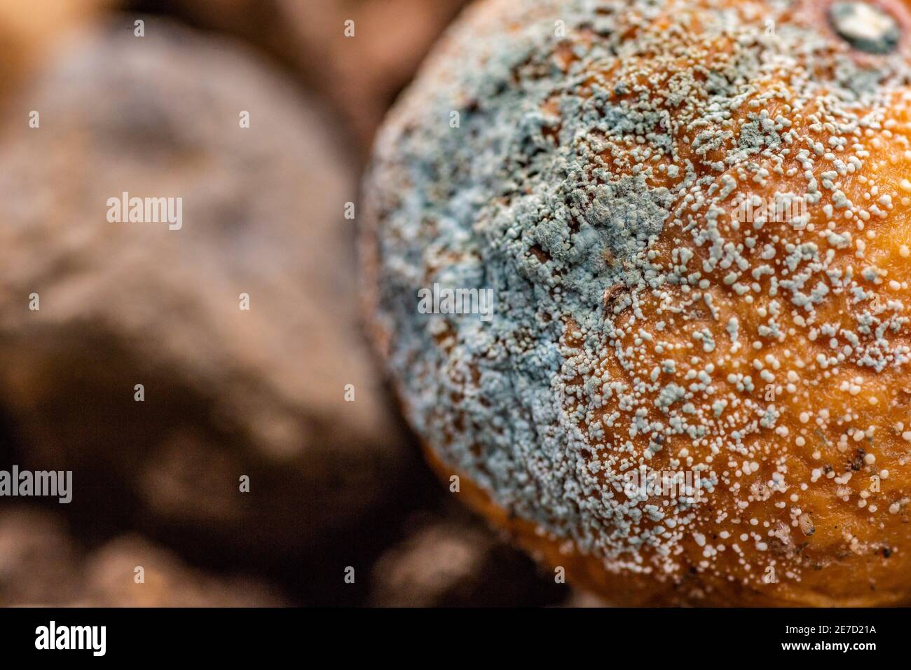 The moldy mandarin orange in the garden Stock Photo - Alamy