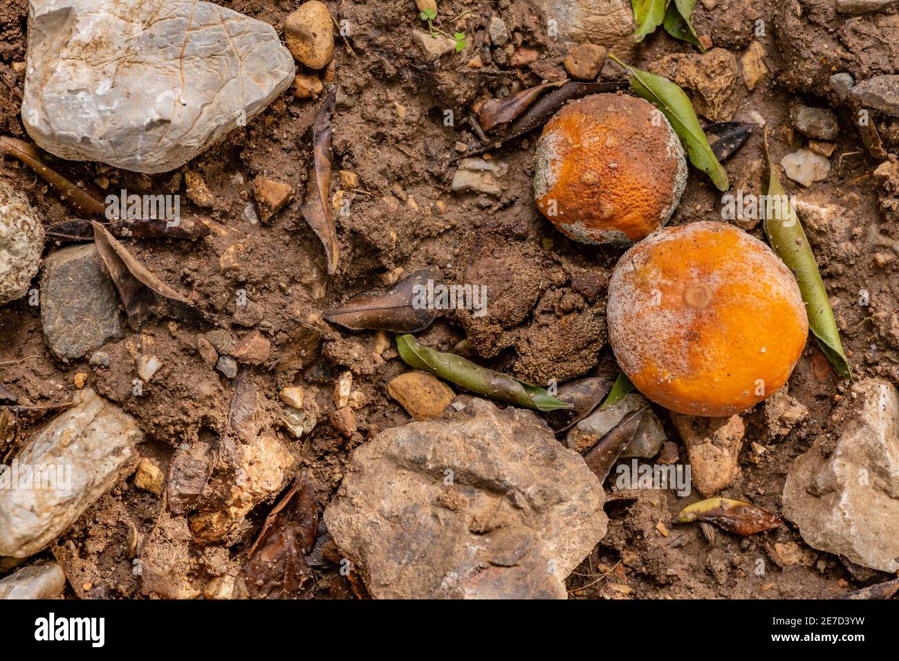 The moldy mandarin orange in the garden Stock Photo - Alamy