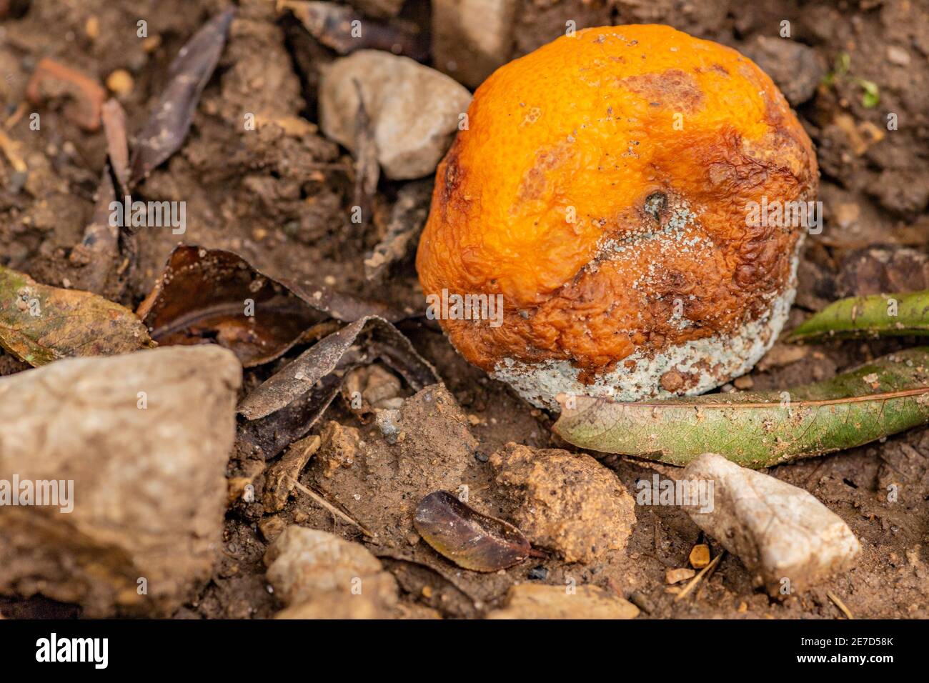 The moldy mandarin orange in the garden Stock Photo - Alamy