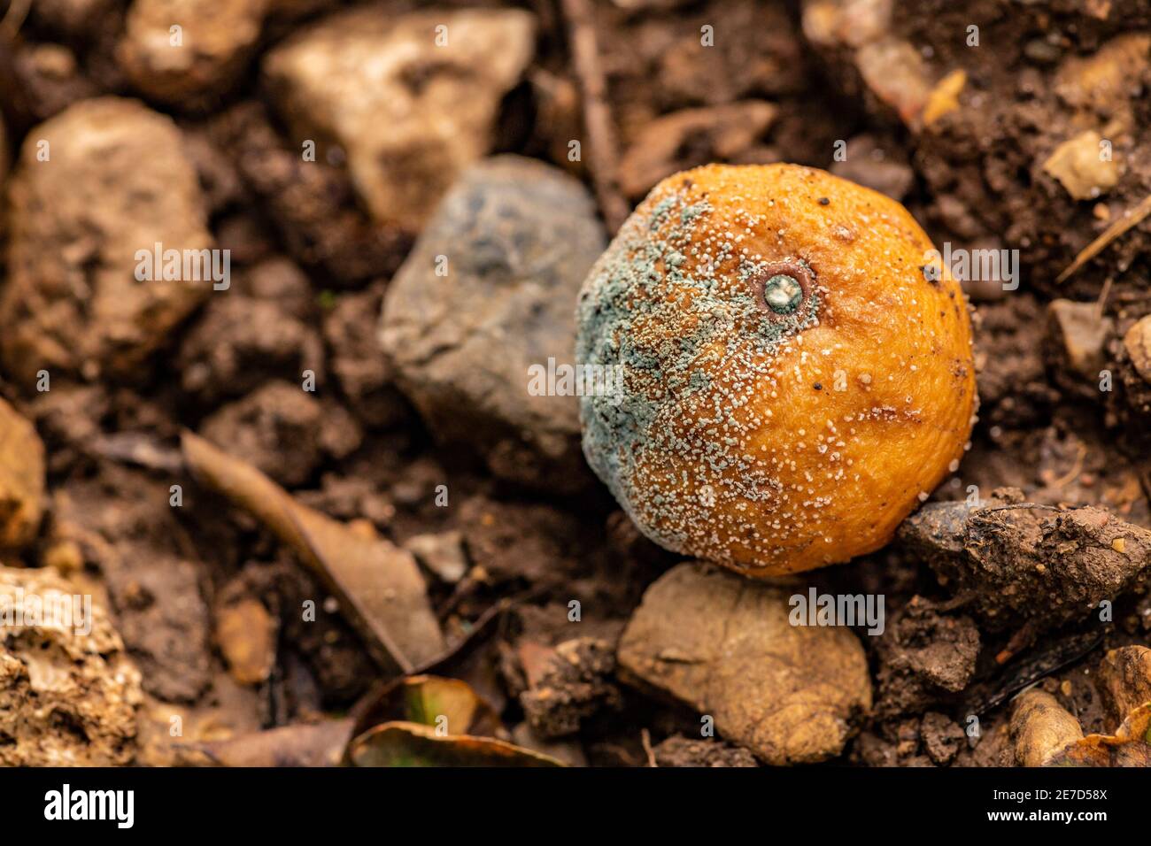 The moldy mandarin orange in the garden Stock Photo - Alamy