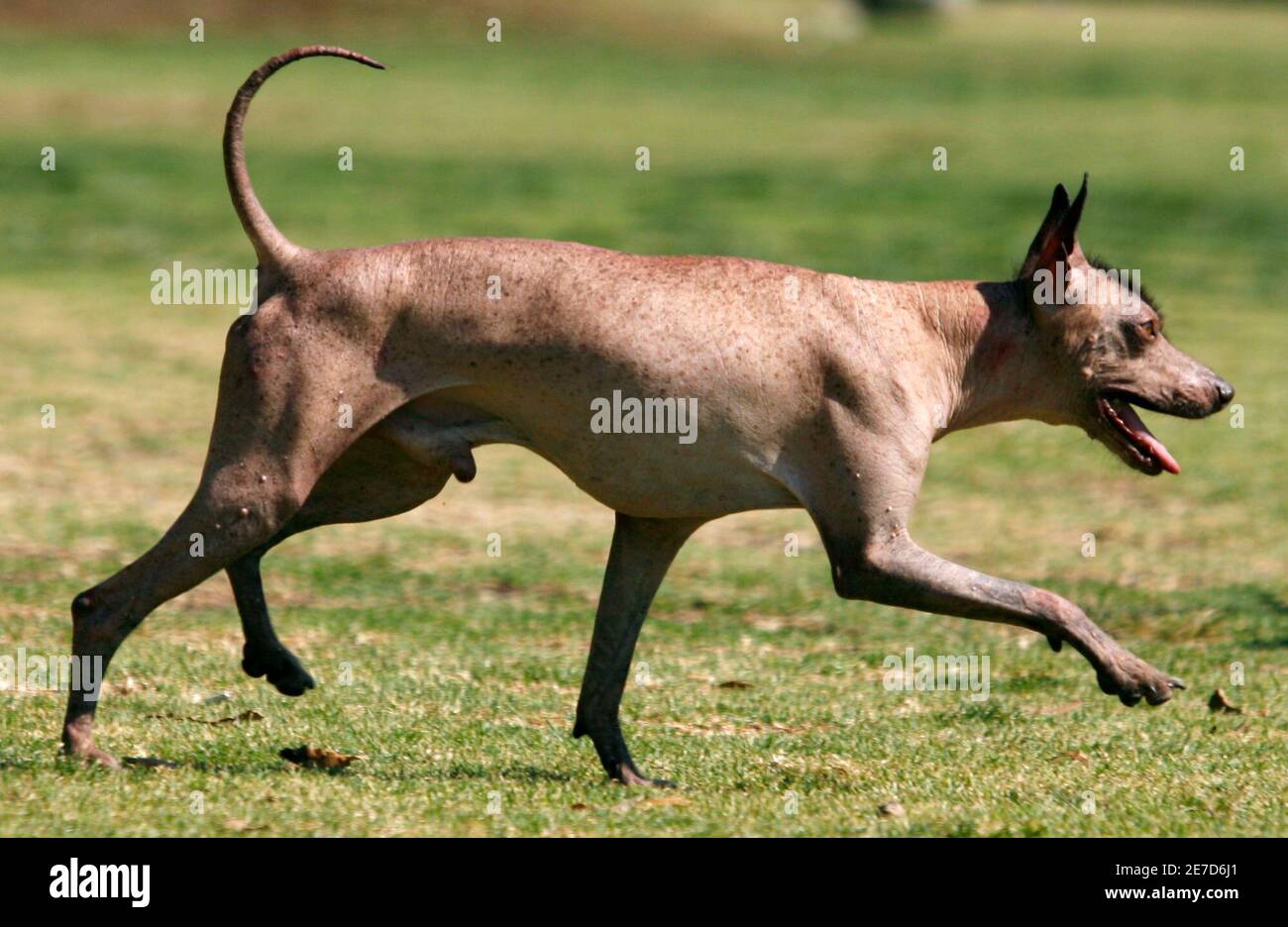 What Is Mexicos National Dog