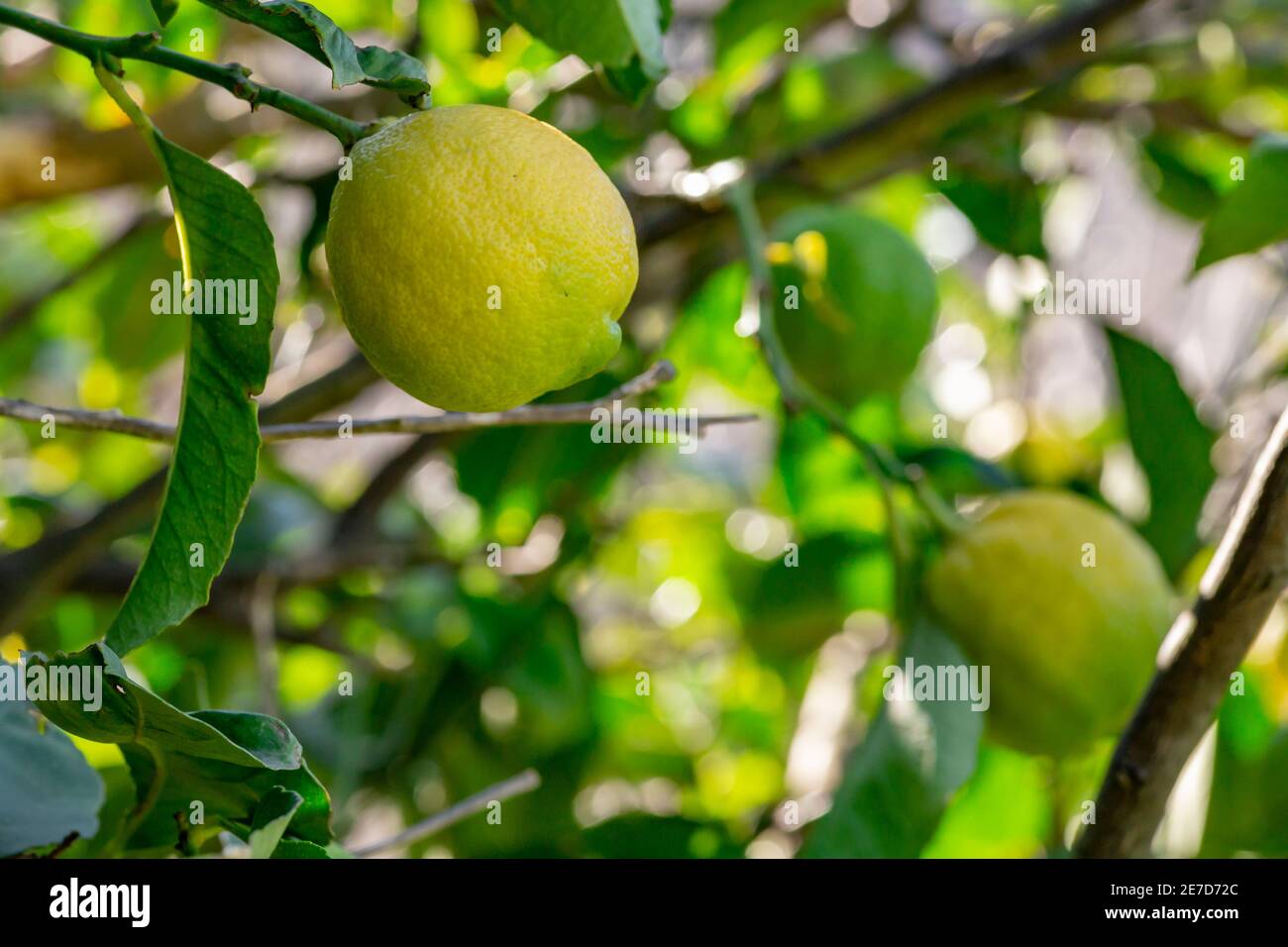 The green lemon on the tree in garden Stock Photo - Alamy