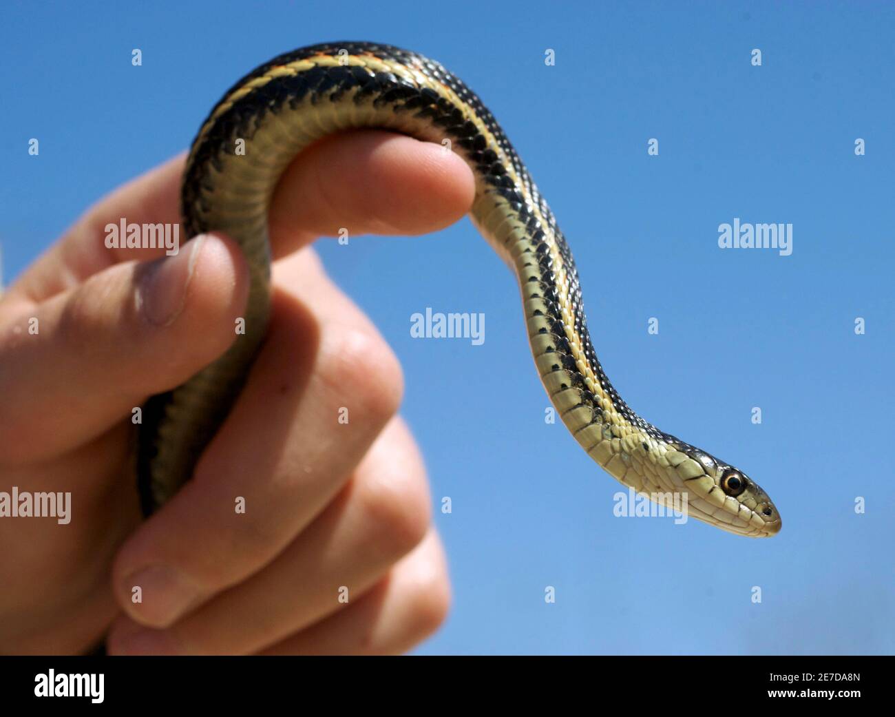 Red sided garter snake canada mating hi-res stock photography and ...