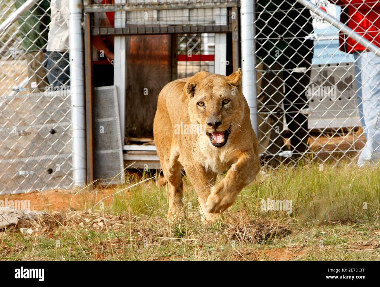 Human and lioness hi-res stock photography and images - Alamy