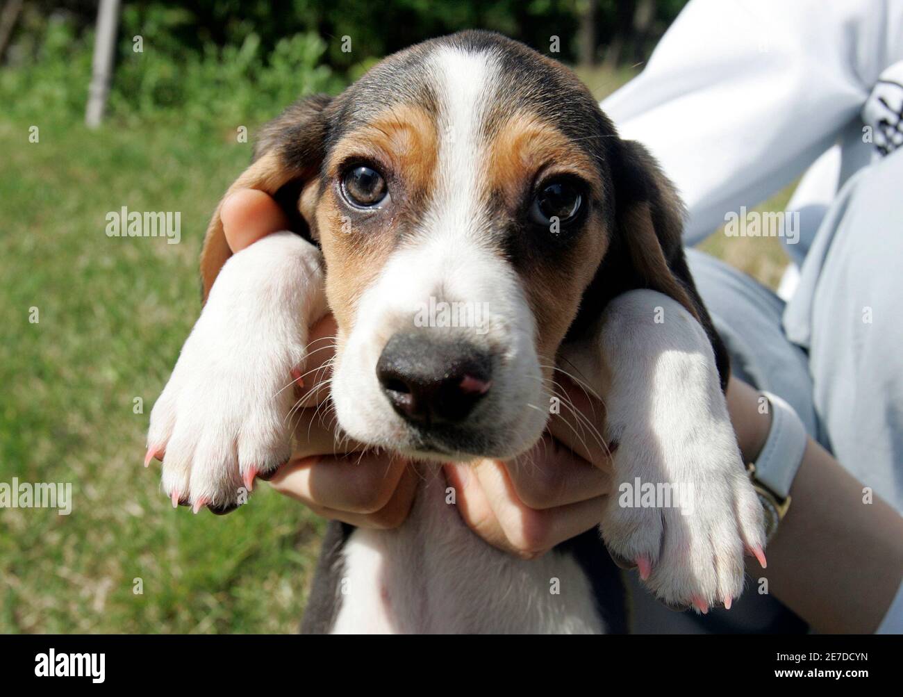 Offspring genes hi-res stock photography and images - Alamy