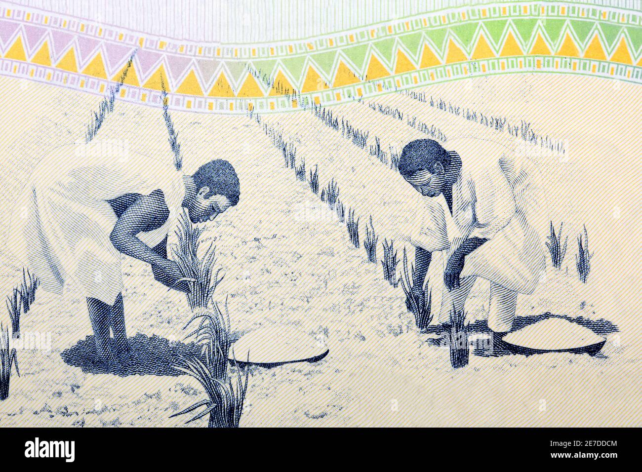 Field workers from old Ghanaian money Stock Photo - Alamy