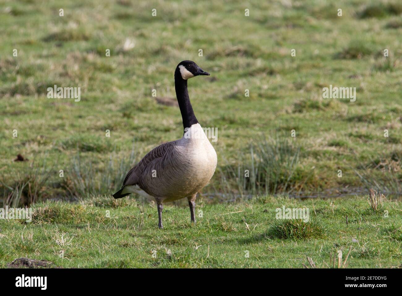 Canada goose canadensis standing field hi-res stock photography and ...