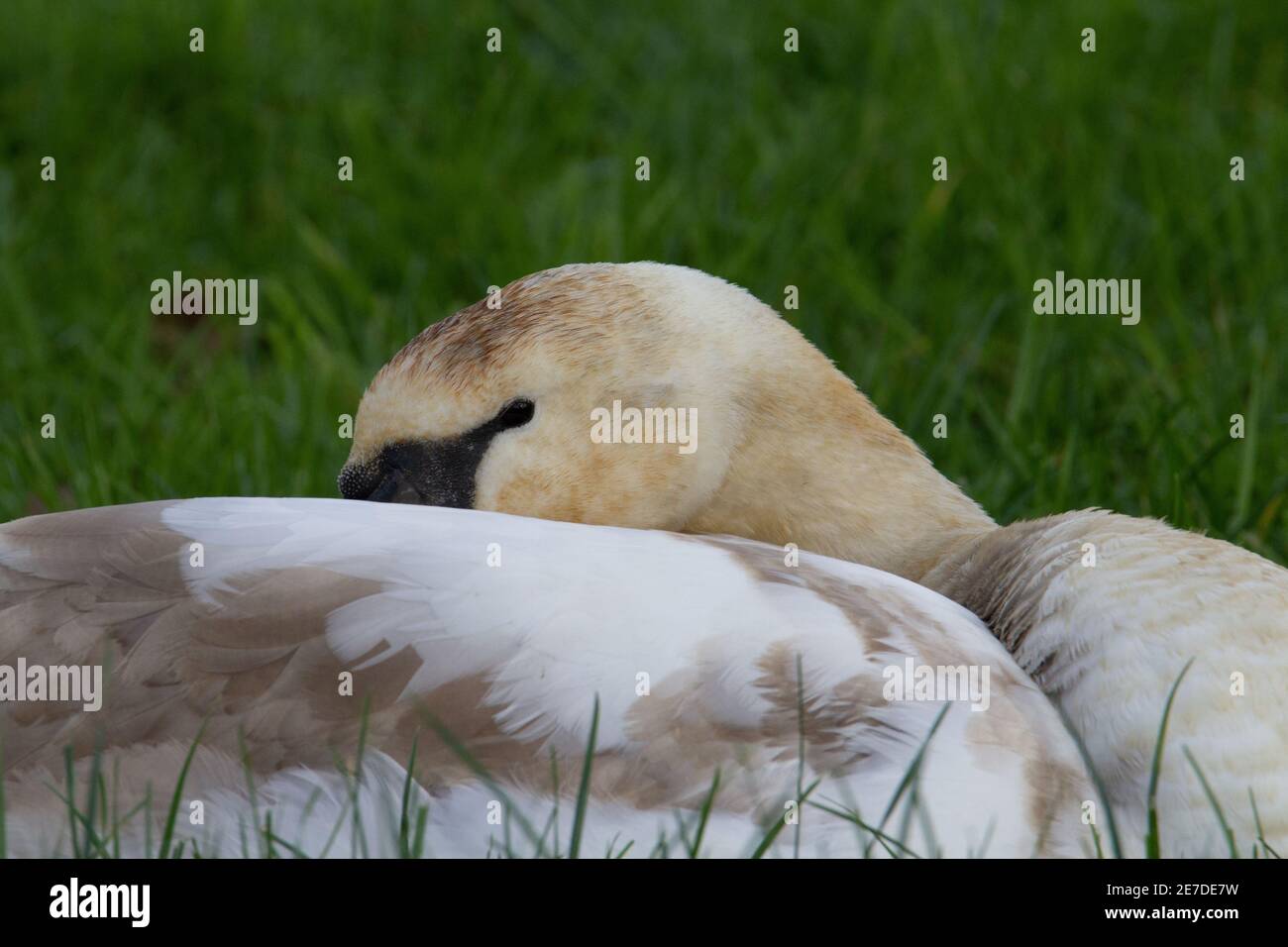 an adult mute swan sleeping with a natural green background Stock Photo ...