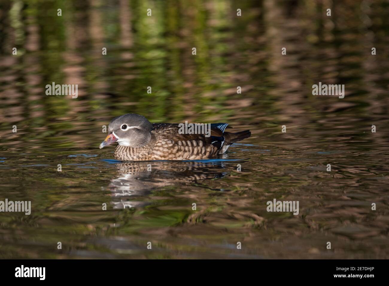 Female Mandarin (Aix galericulata Stock Photo - Alamy