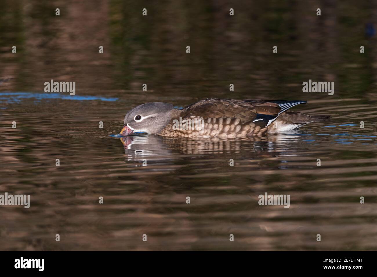 Female Mandarin (Aix galericulata Stock Photo - Alamy