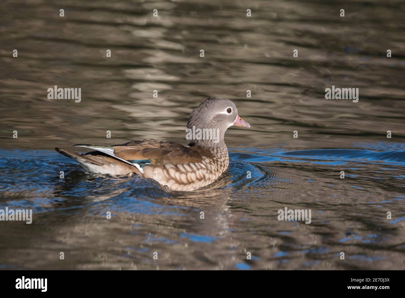 Female Mandarin (Aix galericulata Stock Photo - Alamy